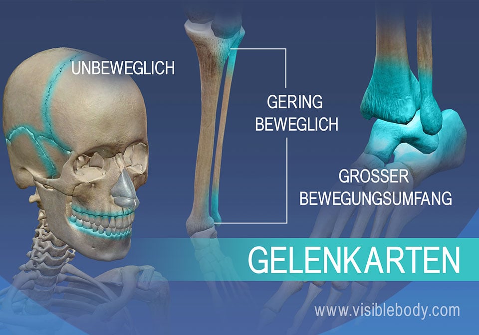 Kenntnis der Skelettanatomie | Überblick über das Skelett