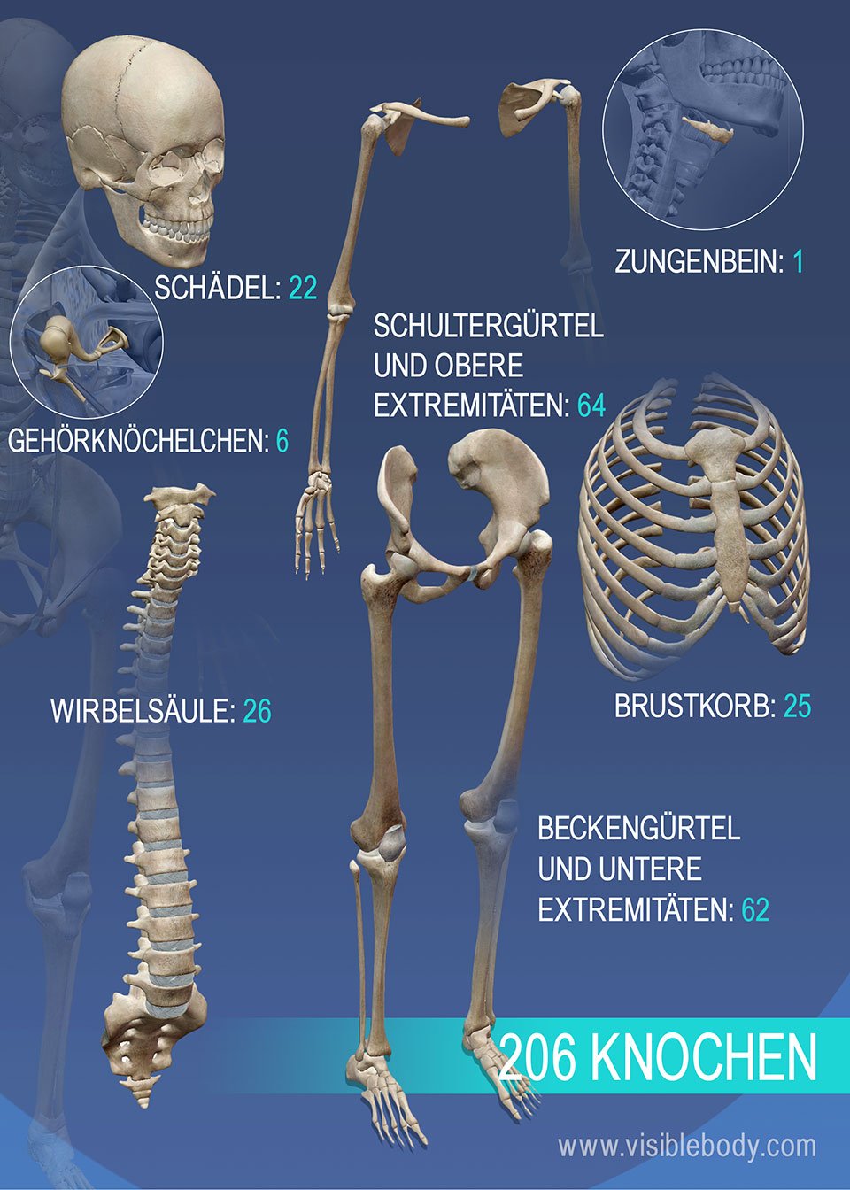 Kenntnis der Skelettanatomie | Überblick über das Skelett