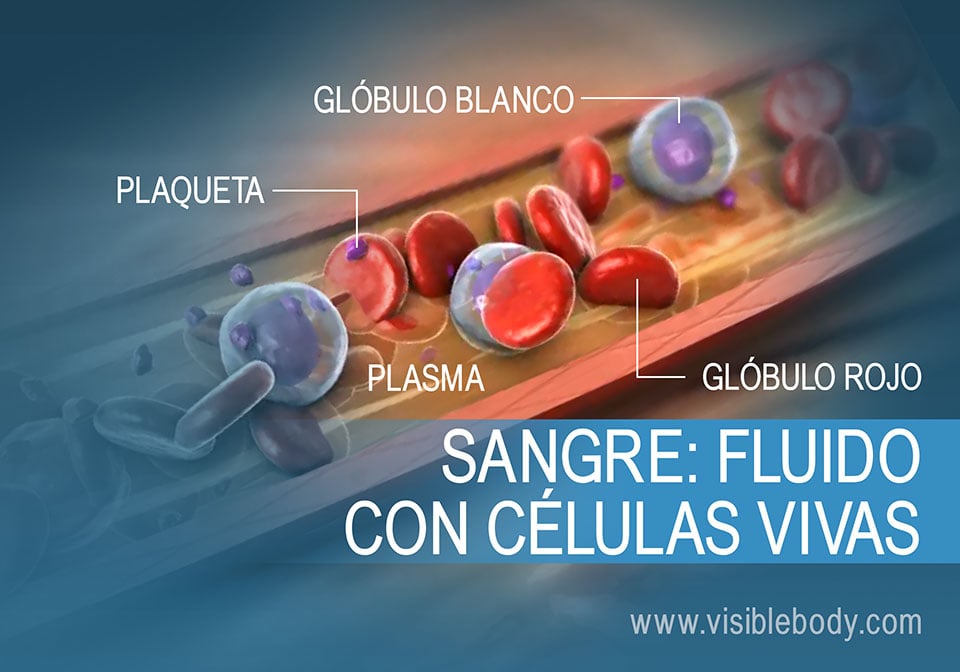 Funciones circulatorias de la sangre