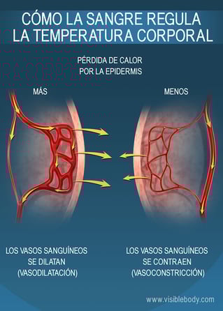 Funciones circulatorias de la sangre