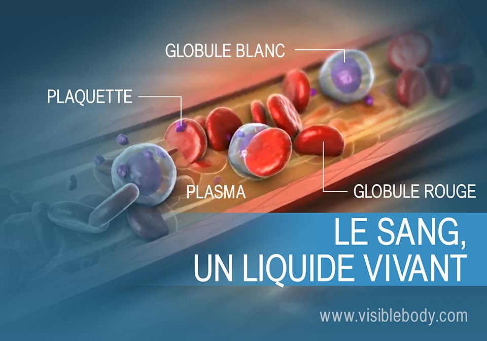 Fonctions circulatoires du sang