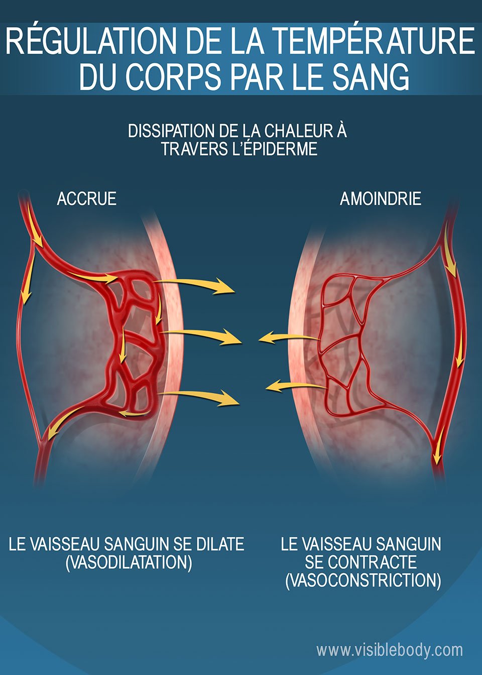Fonctions circulatoires du sang