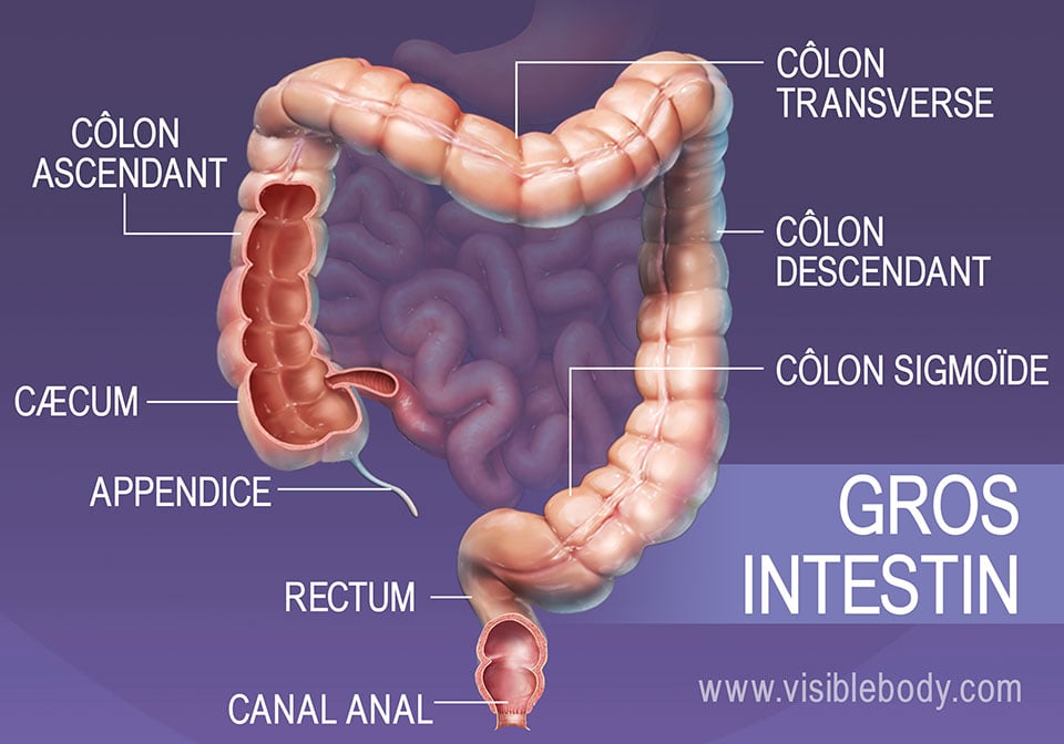 10 faits sur le système digestif