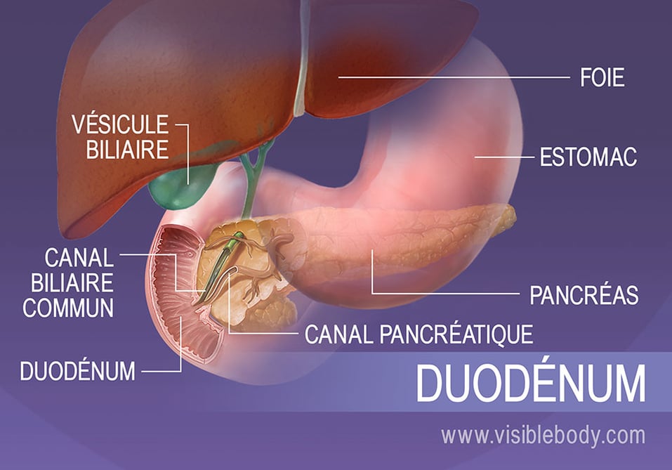 10 faits sur le système digestif