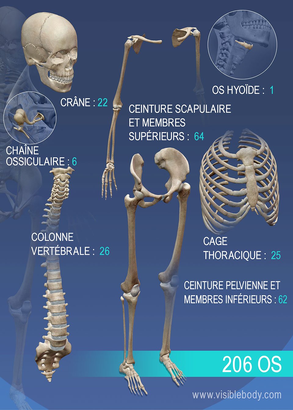 Apprentissage de l'anatomie du squelette | Aperçu du squelette