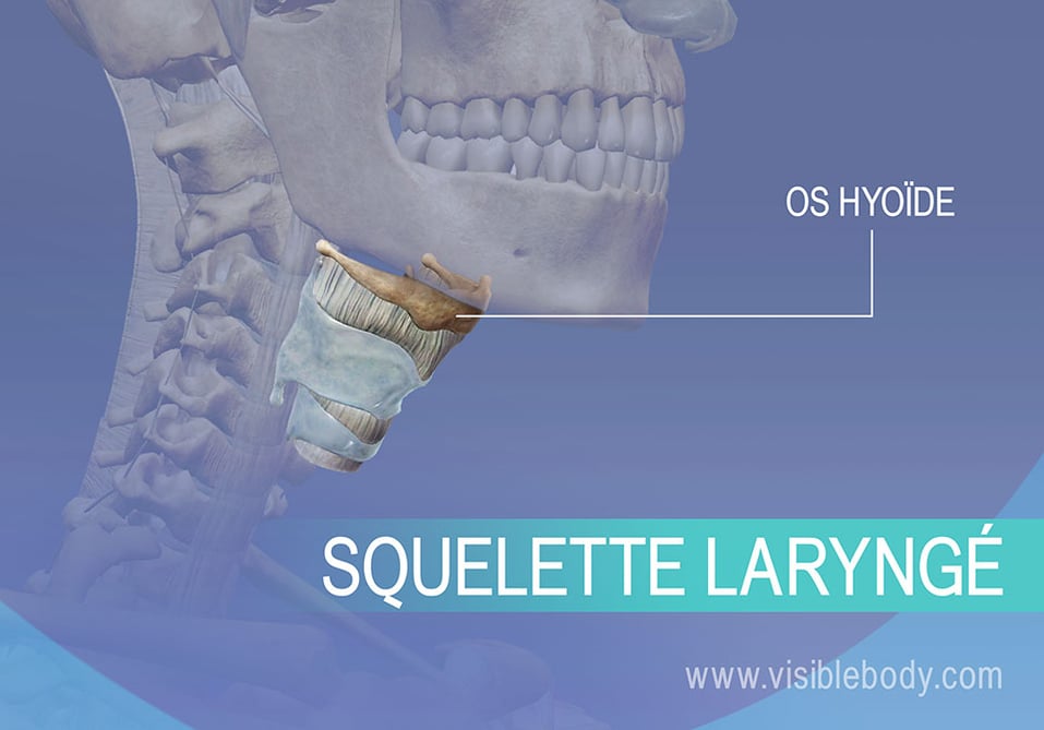 Apprentissage de l'anatomie du squelette | Squelette axial