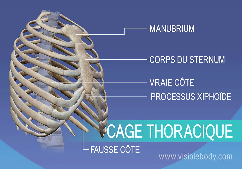 Apprentissage de l'anatomie du squelette | Squelette axial