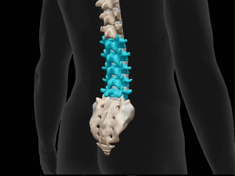 Spine Time: A Guide to Spinal Anatomy