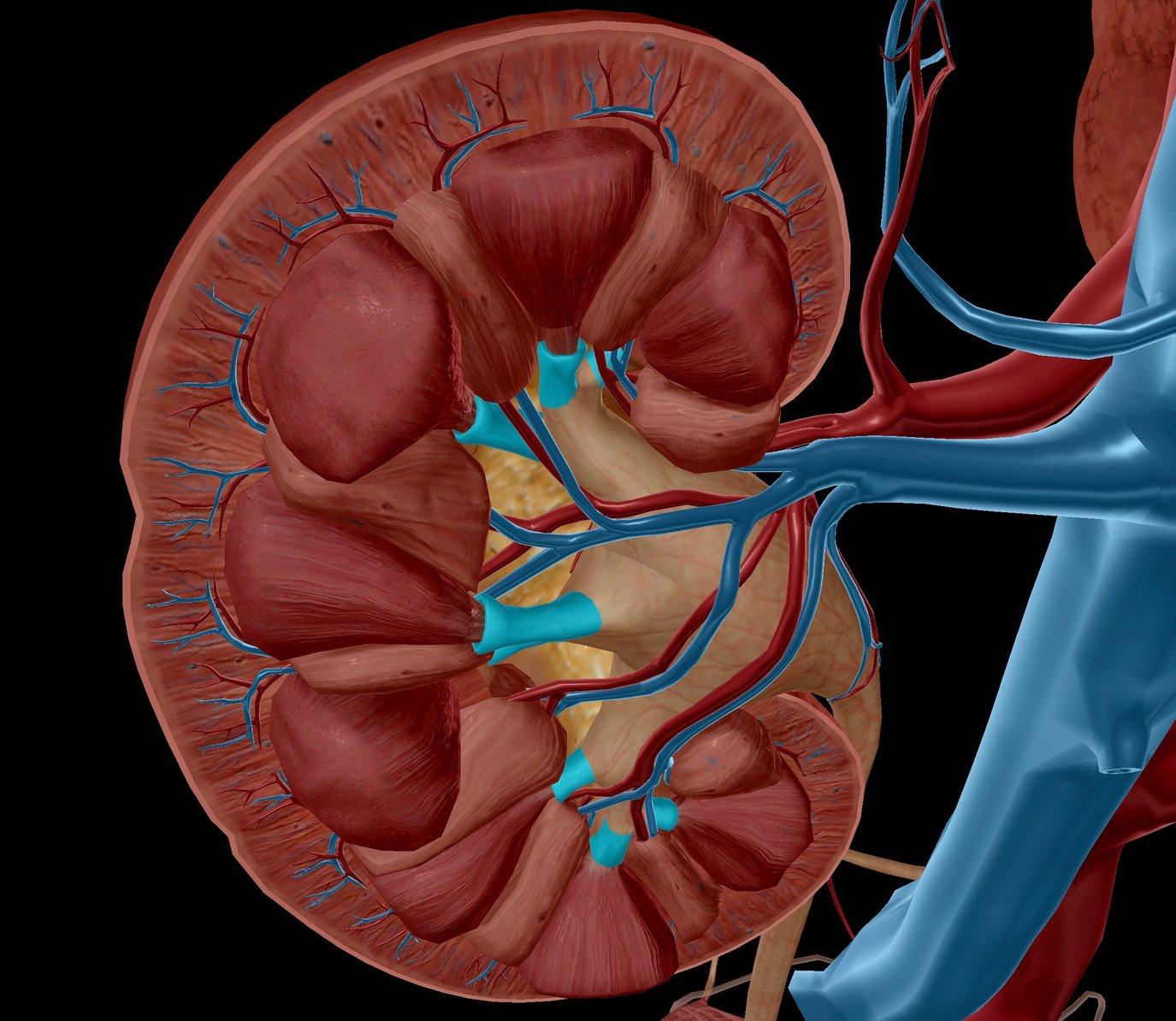 Investigating Renal Anatomy with Human Anatomy Atlas 2020