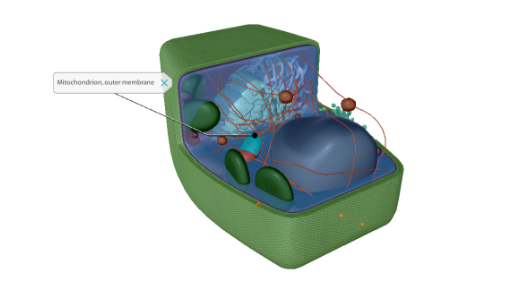 A Look Inside Mitochondria: Components, Cellular Respiration, and Disorders