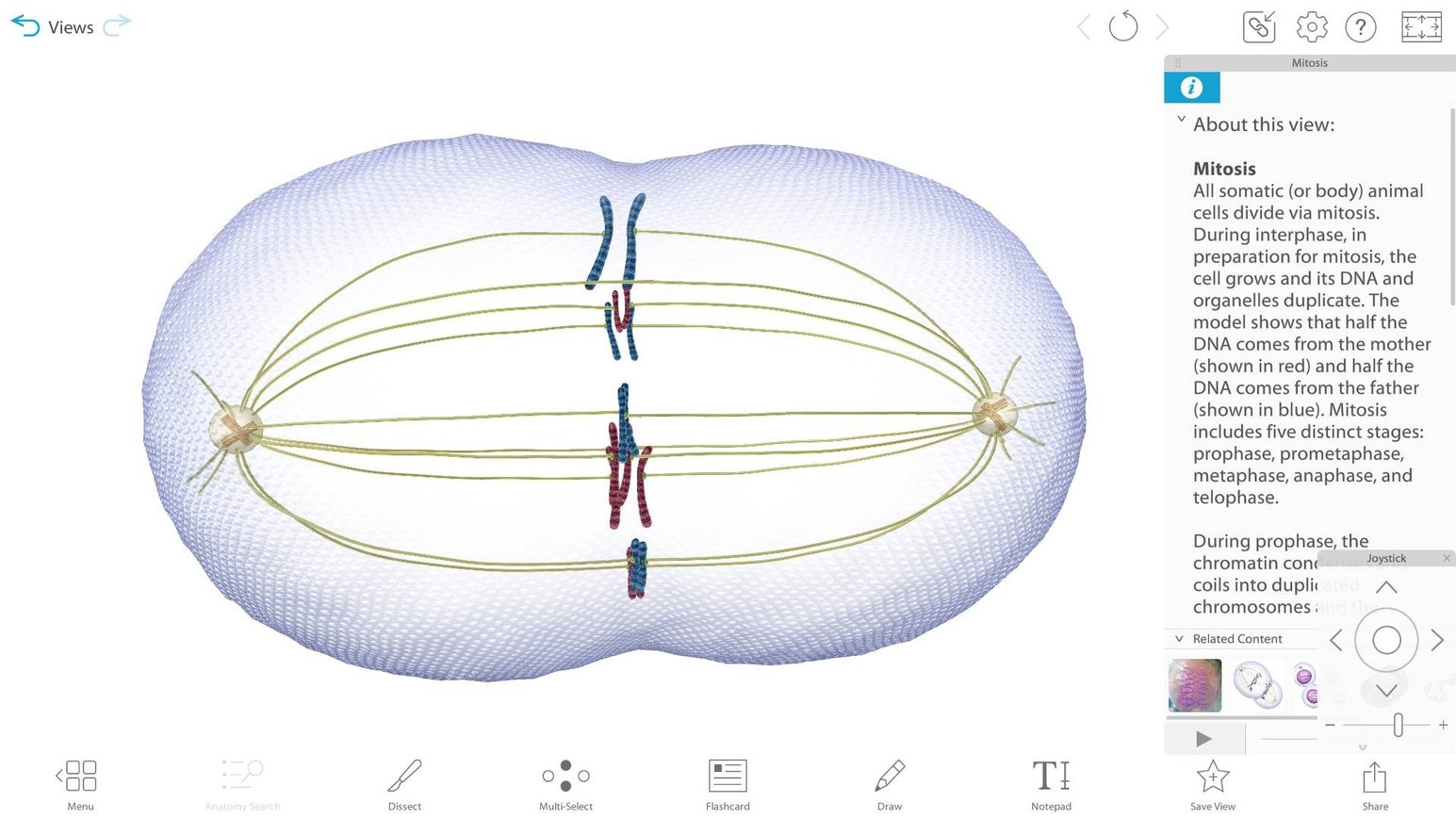4 Mitosis and Meiosis Activities: Teaching Biology with Visible Body Suite