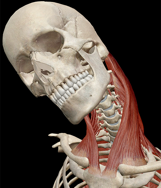Learn Muscle Anatomy: Sternocleidomastoid