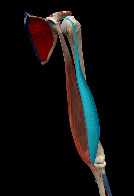 A Visual Guide to Muscle Terminology with VB Suite