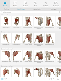A Visual Guide to Muscle Terminology with Muscles & Kinesiology