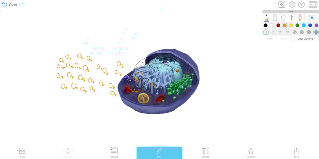 Free Lesson Plan: Diffusion and Osmosis with Visible Body Suite