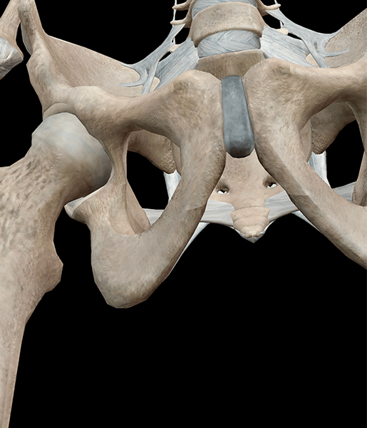 3D Skeletal System: 5 Cool Facts about the Hip Bones