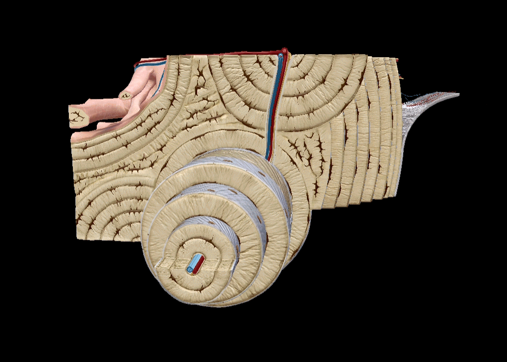 Osteon Powers: A Dive into Compact Bone’s Functional and Structural Unit