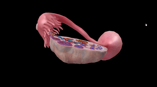 The Ovarian Cycle: A Guide