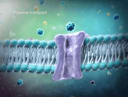 Free Lesson Plan: Diffusion and Osmosis with Visible Body Suite