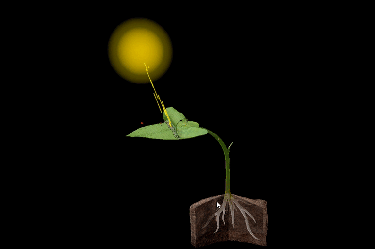 How 3D Models Help Biology Students