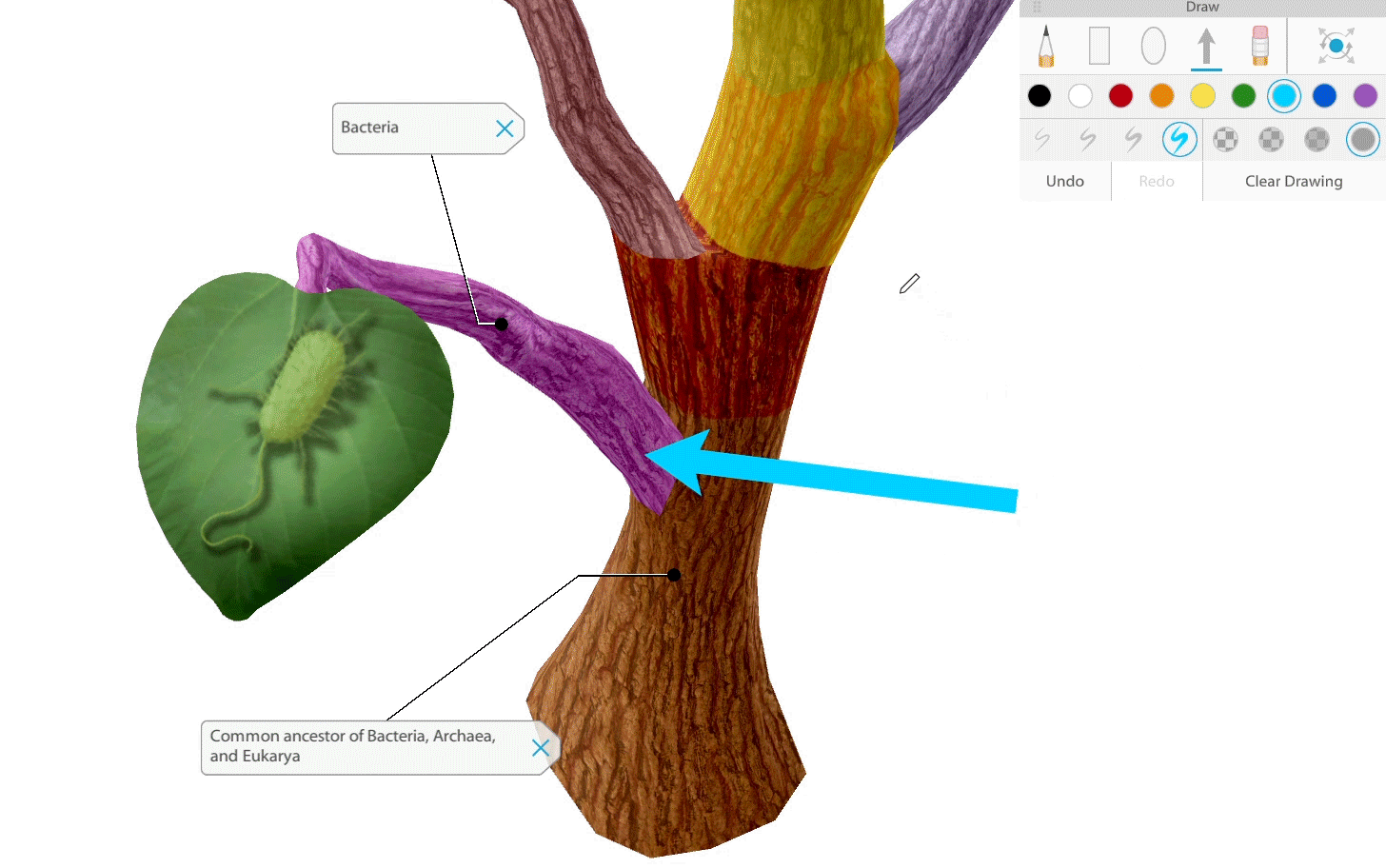 Phylogenetic Tree Lesson Plan with Visible Body Suite