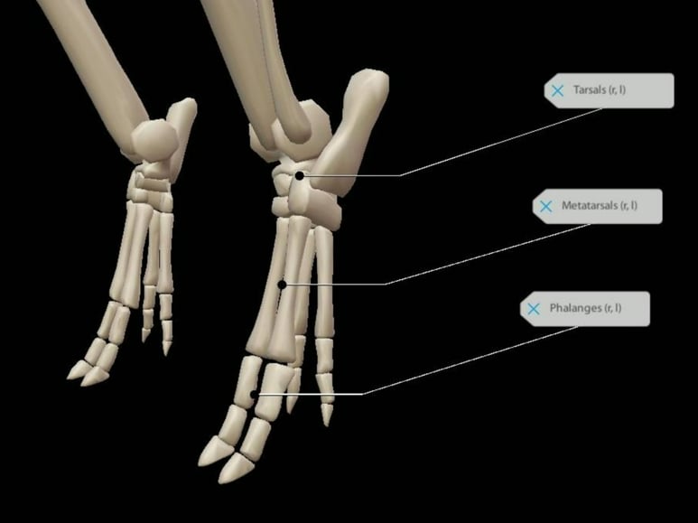 Visible Body’s Visual Guide to Pig Anatomy