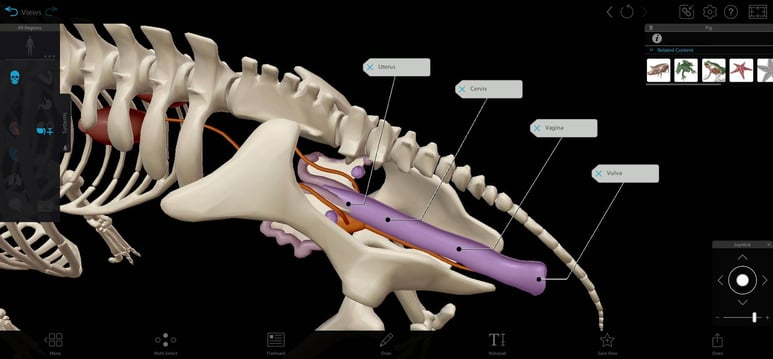 Visible Body’s Visual Guide to Pig Anatomy