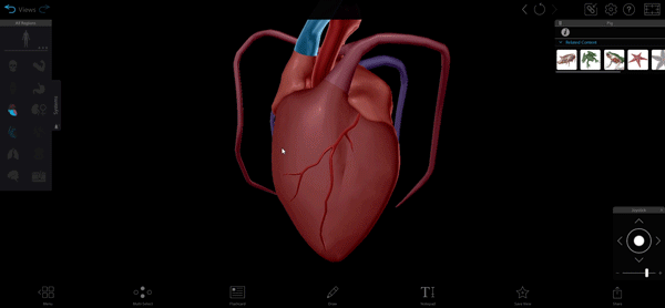 Visible Body’s Visual Guide to Pig Anatomy