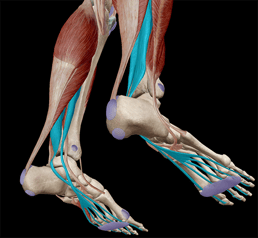Learn Muscle Anatomy: Muscles of Plantarflexion