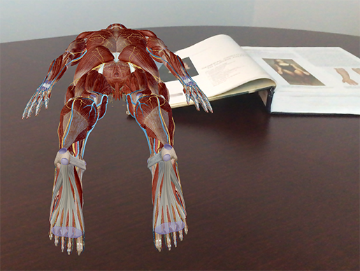 Anatomie et physiologie : Position anatomique et termes directionnels ...
