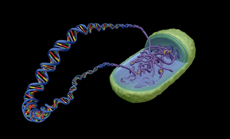 Four Ways to Teach DNA Structure with Visible Body Suite