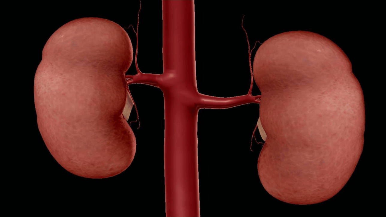Anatomical Variations of the Circulatory System