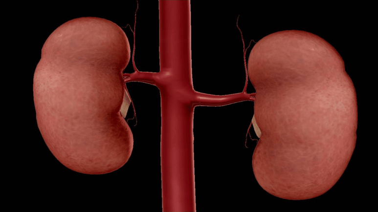 Anatomical Variations of the Circulatory System