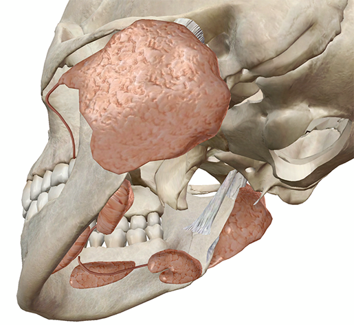 Anatomy and Physiology: Six Facts about the Salivary Glands and Saliva