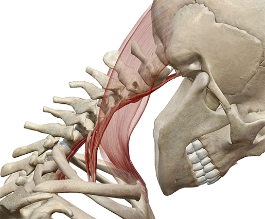 Learn Muscle Anatomy: Scalene Muscles