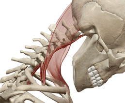 Learn Muscle Anatomy: Scalene Muscles