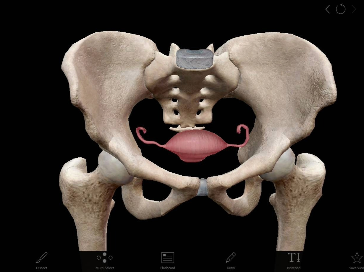 Anatomy and Physiology: Internal Female Reproductive Anatomy