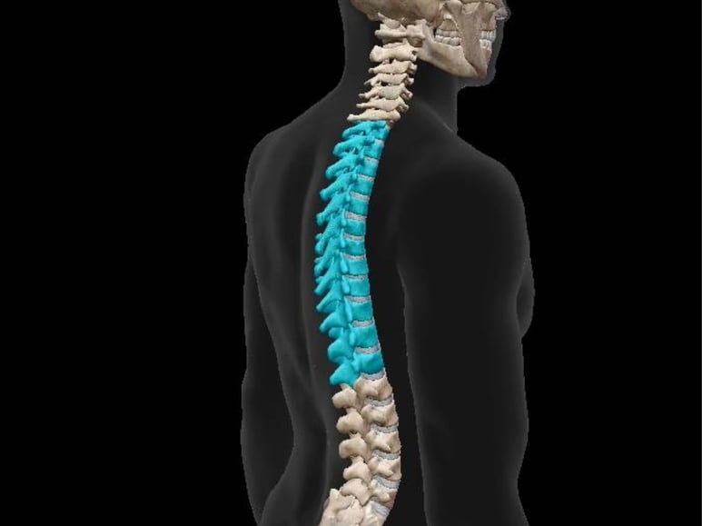 Spine Time: A Guide to Spinal Anatomy