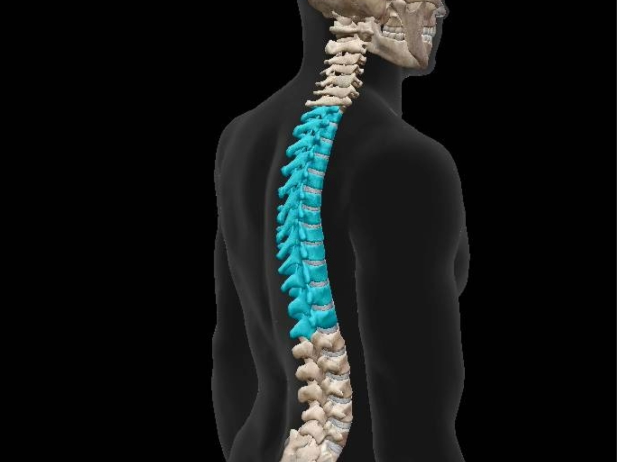 Spine Time: A Guide to Spinal Anatomy