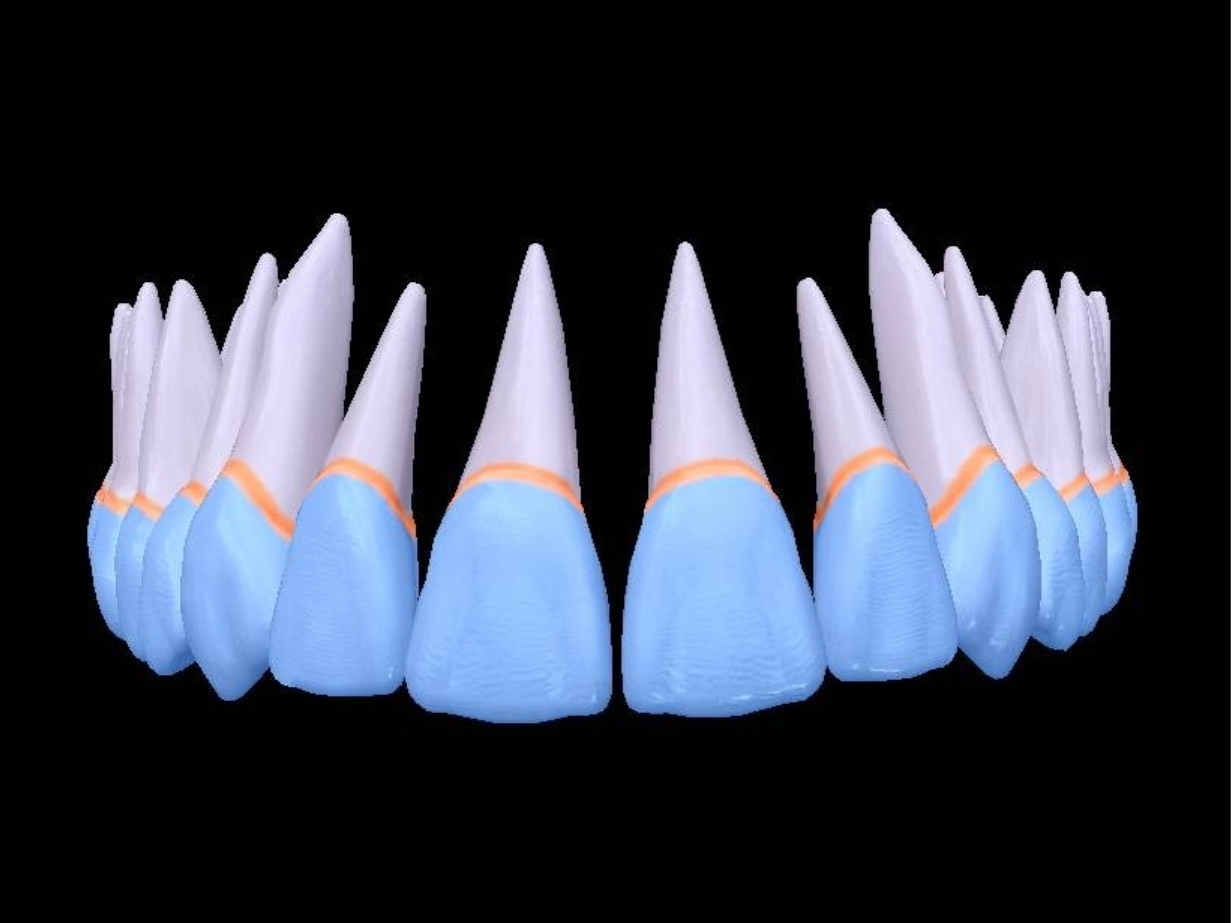 Open Wide: A Guide to Dental Anatomy