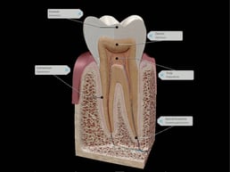 Open Wide: A Guide to Dental Anatomy