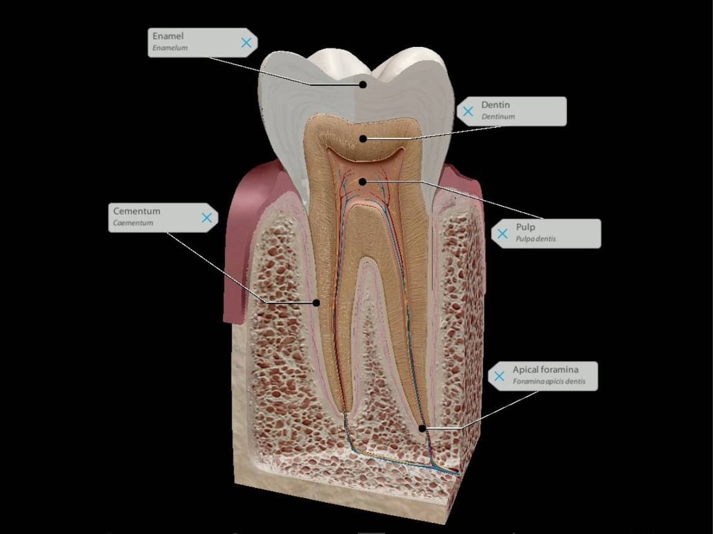 Open Wide: A Guide to Dental Anatomy