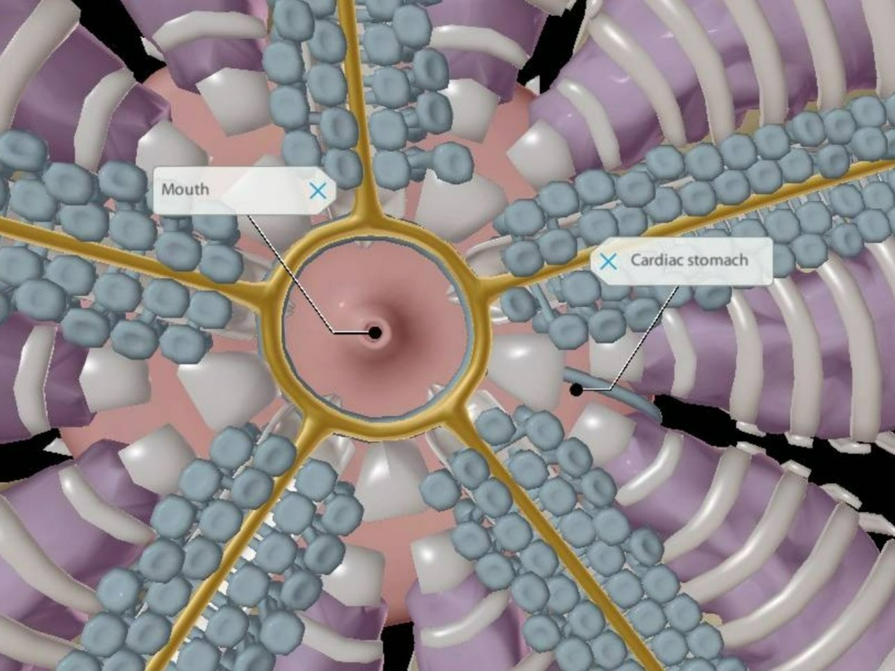 Explore the Anatomy of Invertebrates with Visible Body
