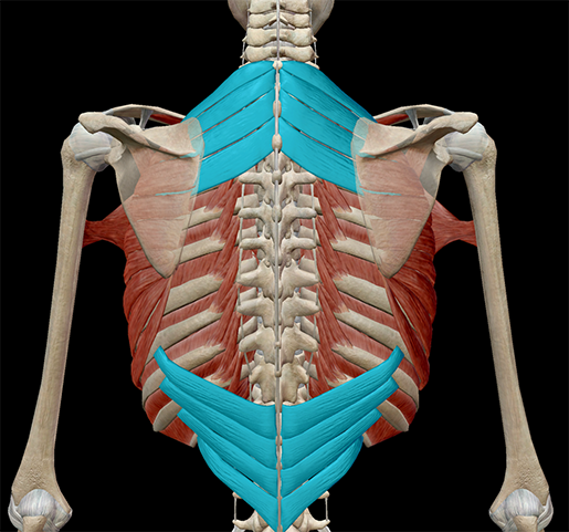 M Serratus Posterior Inferior _ Exercises for Serratus Posterior Strain ...