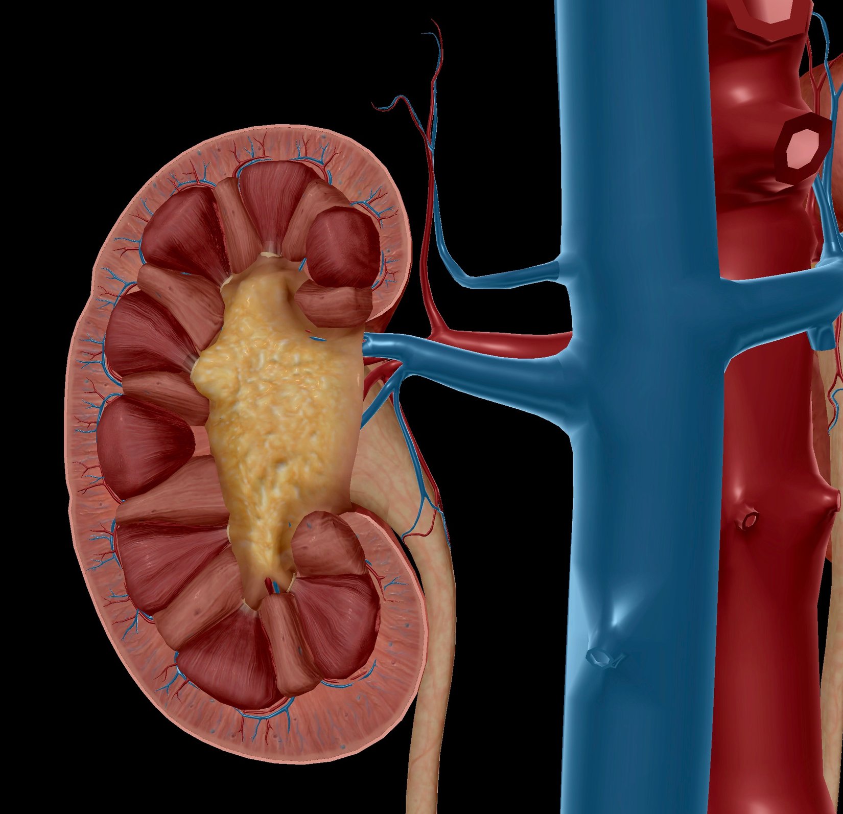 Investigating Renal Anatomy with Human Anatomy Atlas 2020