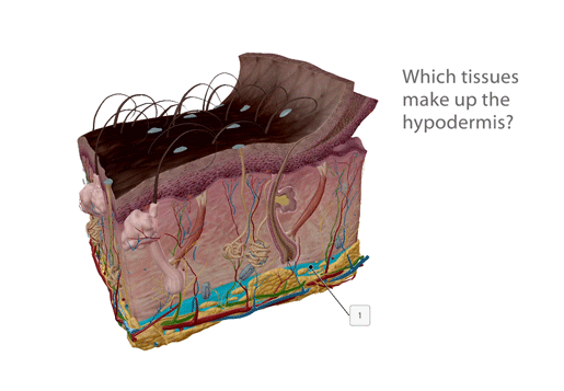 Skin Anatomy: An Online Lesson Plan