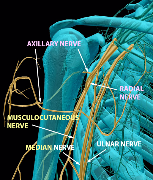You've Got Some Nerve(s): Exploring the Spinal Nerves