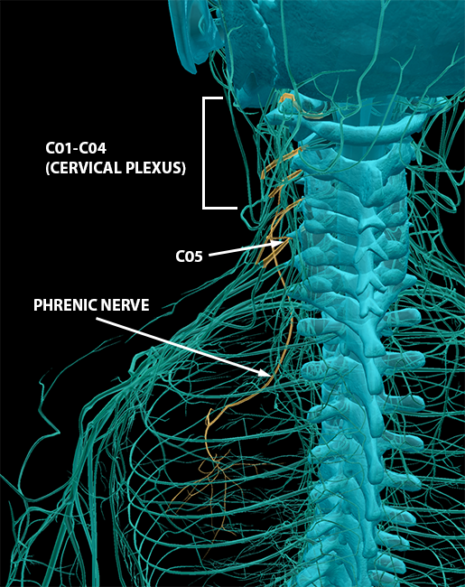 You've Got Some Nerve(s): Exploring the Spinal Nerves