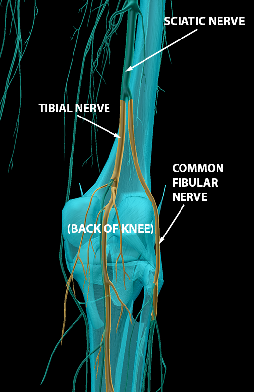 You've Got Some Nerve(s): Exploring the Spinal Nerves