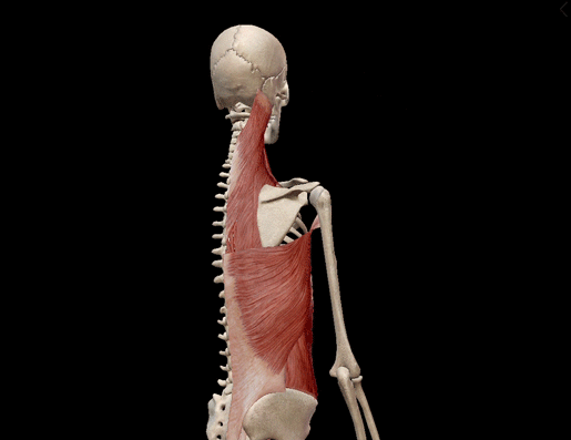Spine Time: A Guide to Spinal Anatomy